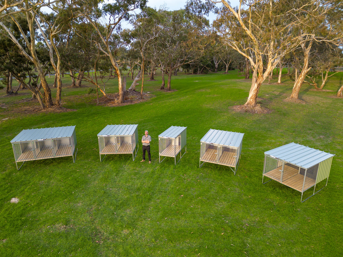 For the Aussie Working Dog – Raised Run Dog Kennels